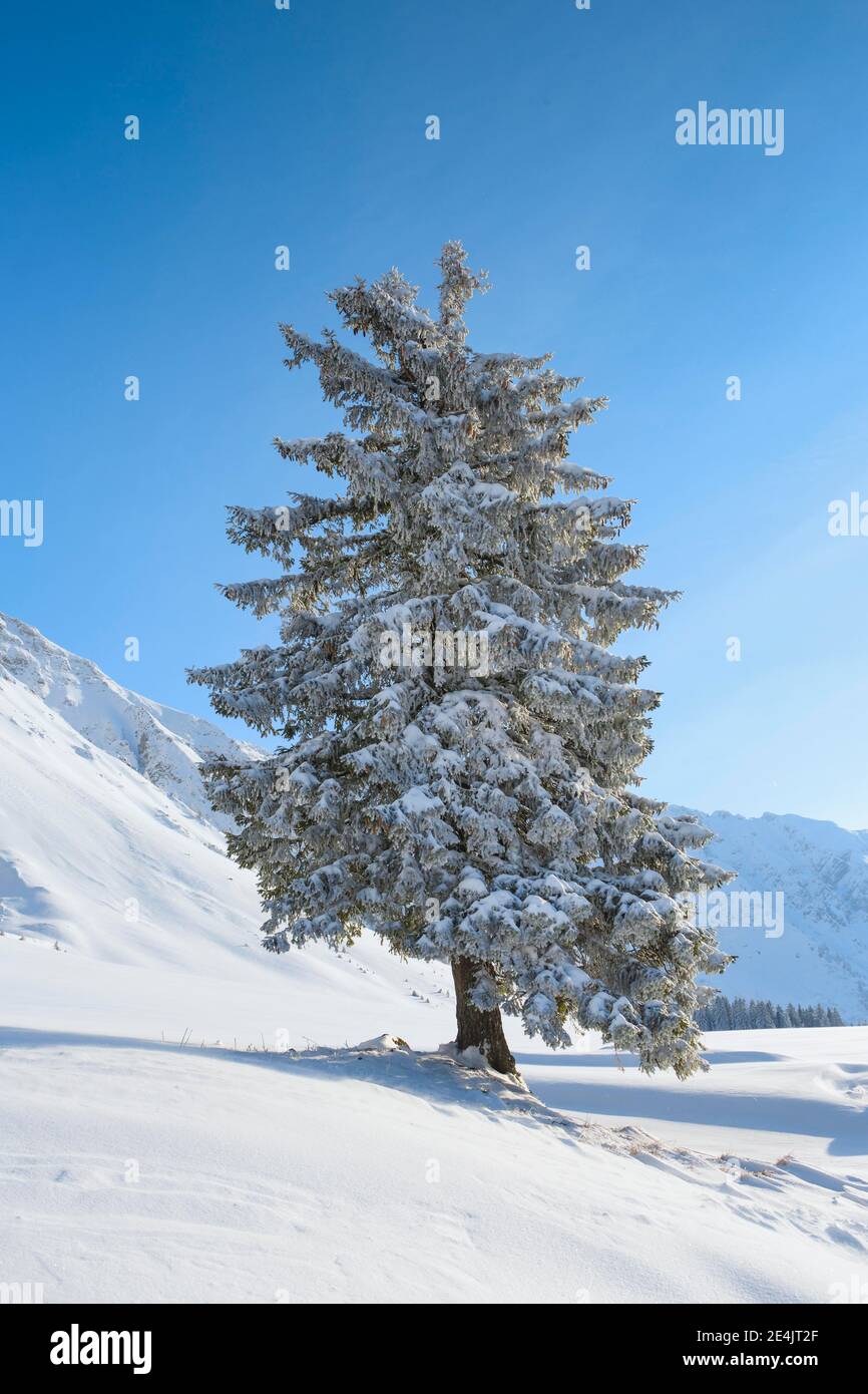 Snowy fir tree, Schwaegalp, Switzerland Stock Photo - Alamy