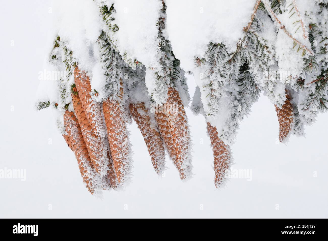 Fir tree branch and fir cone hi-res stock photography and images - Alamy