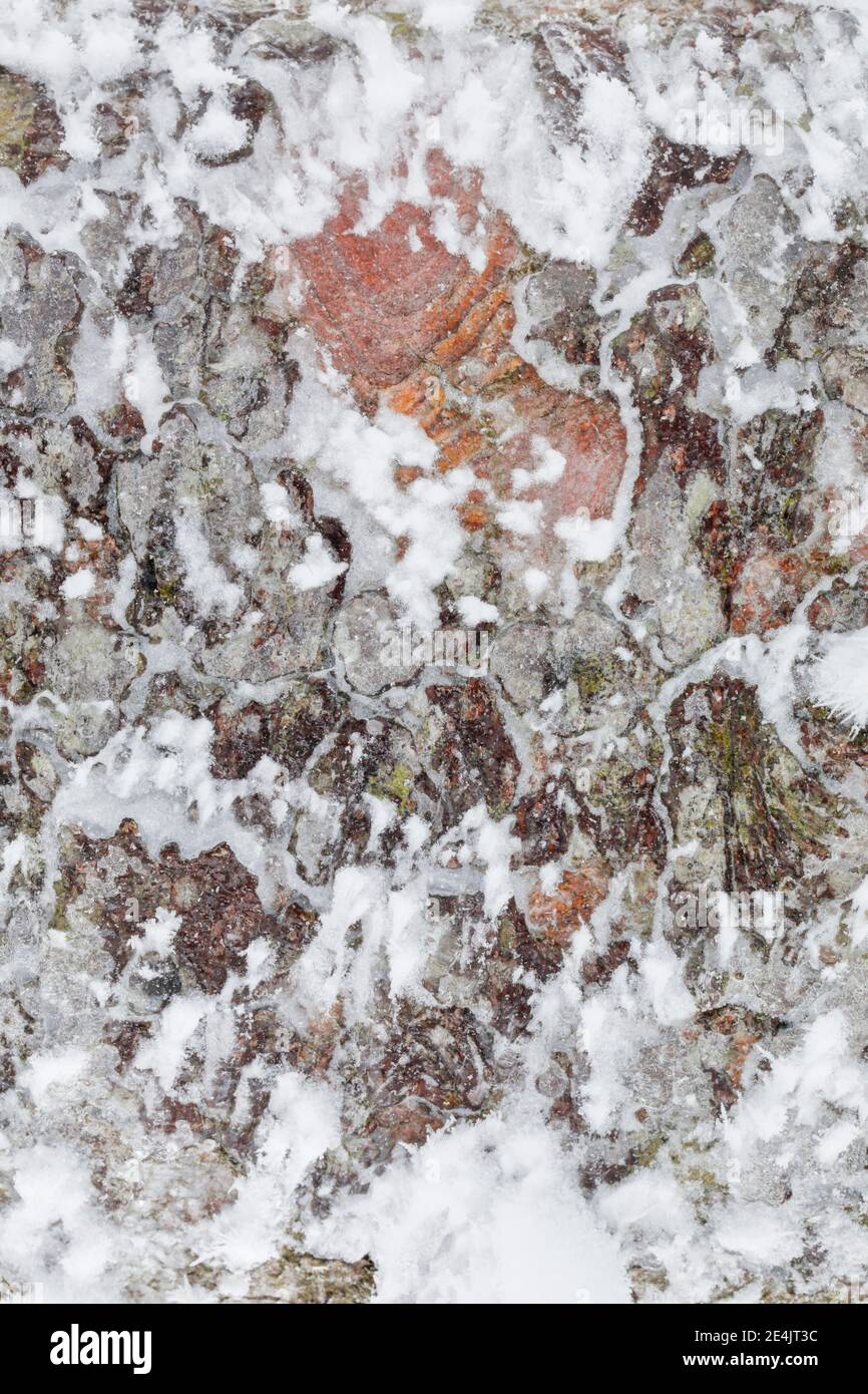 Red fir bark hi-res stock photography and images - Alamy