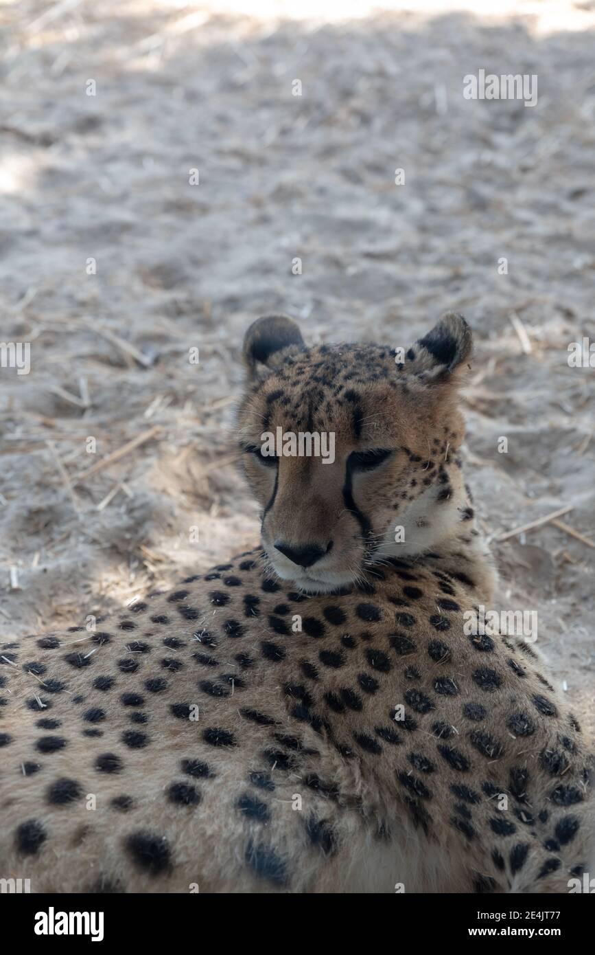 Dubai, United Arab Emirates – January 22, 2021, beautiful Animals in ...
