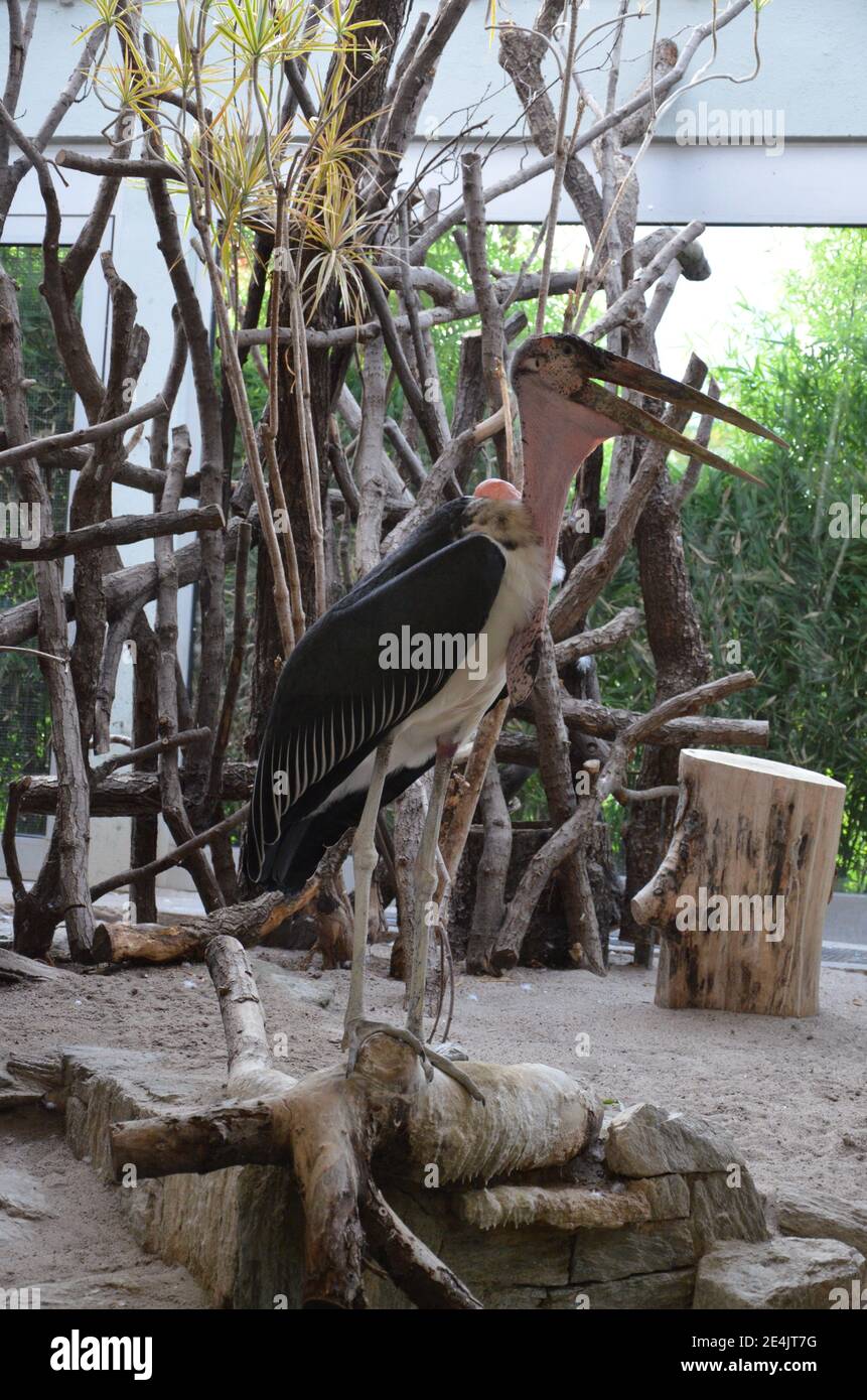 African Marabou Leptoptilos crumeniferus in Frankfurt zoo Stock Photo ...