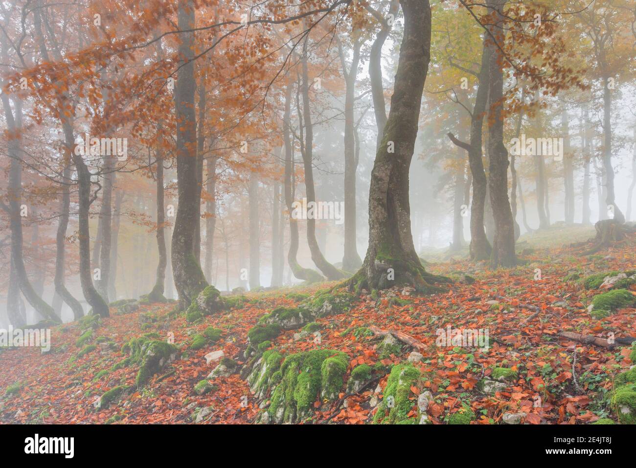 Mysterious autumn foggy forest hi-res stock photography and images - Alamy