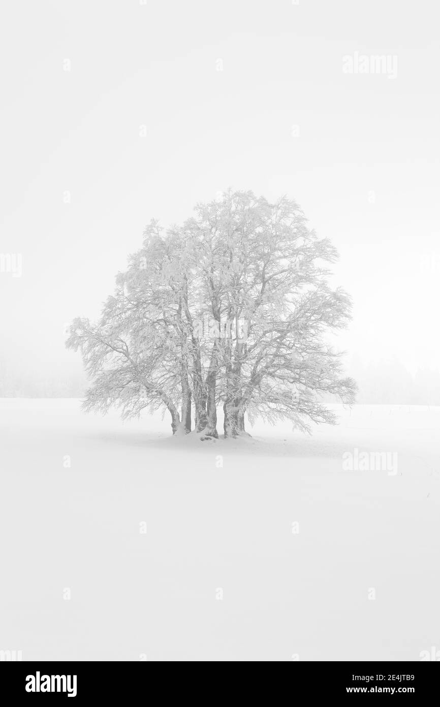 With dense Black and White Stock Photos & Images - Alamy