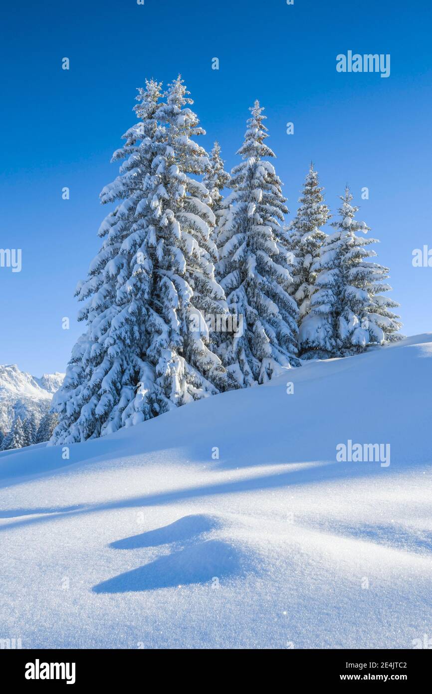 Swiss firs hi-res stock photography and images - Alamy