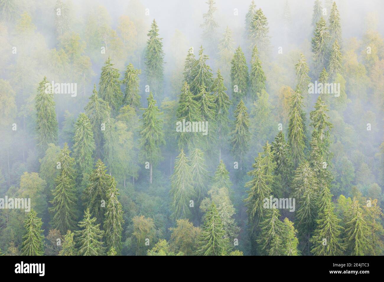 Aerial spruce forest hi-res stock photography and images - Alamy