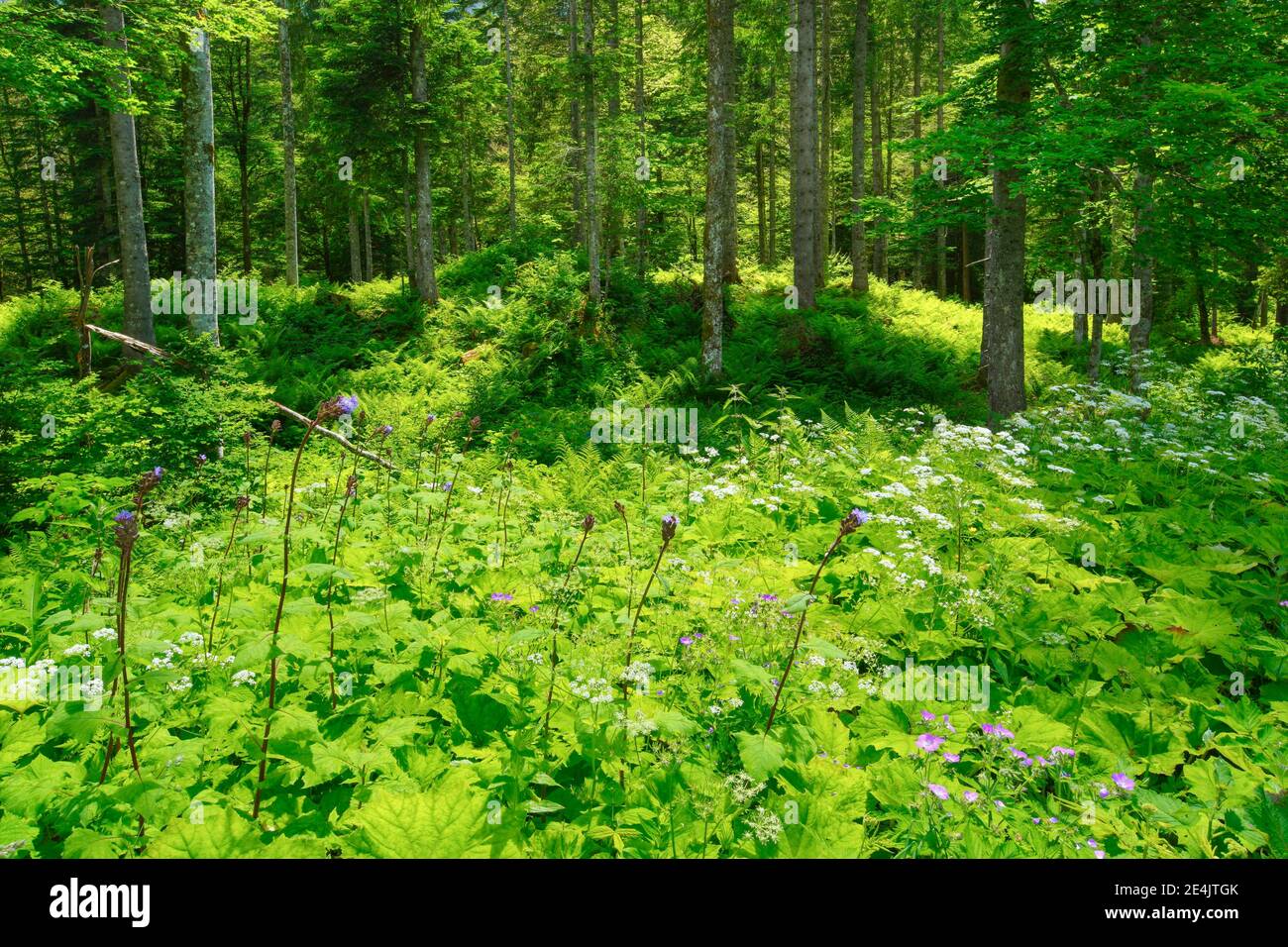 Mixed forest in appenzell hi-res stock photography and images - Alamy