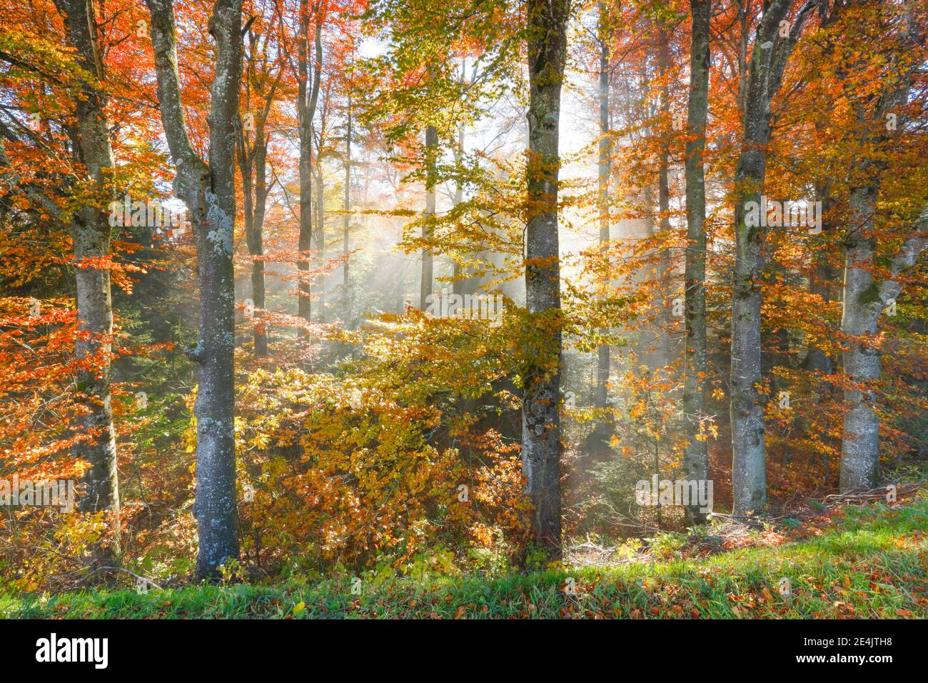 Beech forest mood hi-res stock photography and images - Alamy