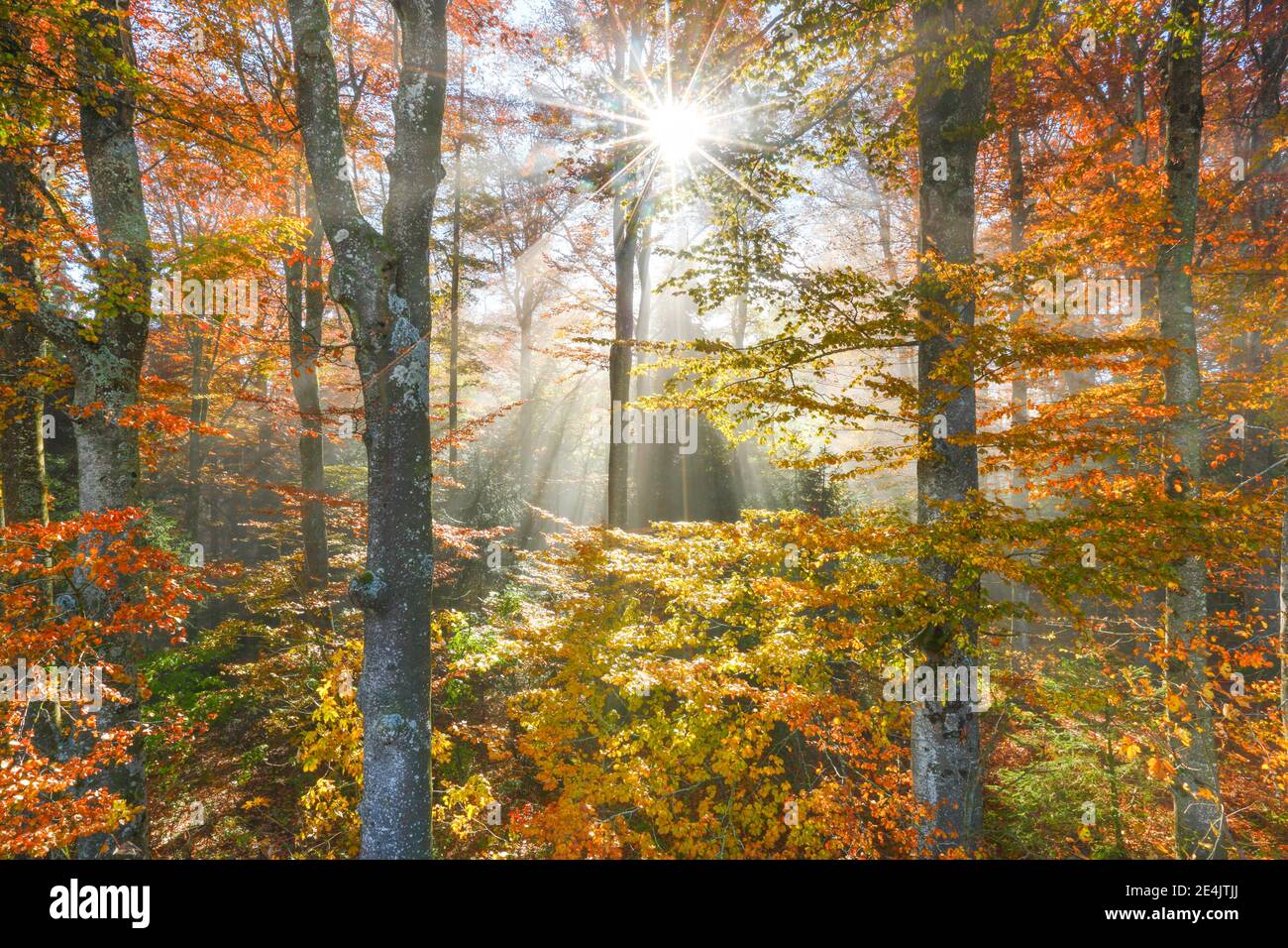 Autumn glow hi-res stock photography and images - Alamy
