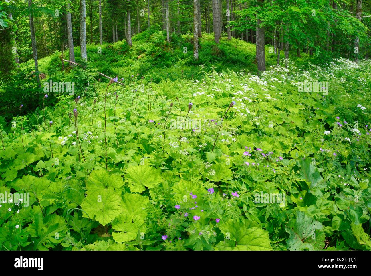 Mixed forest in appenzell hi-res stock photography and images - Alamy