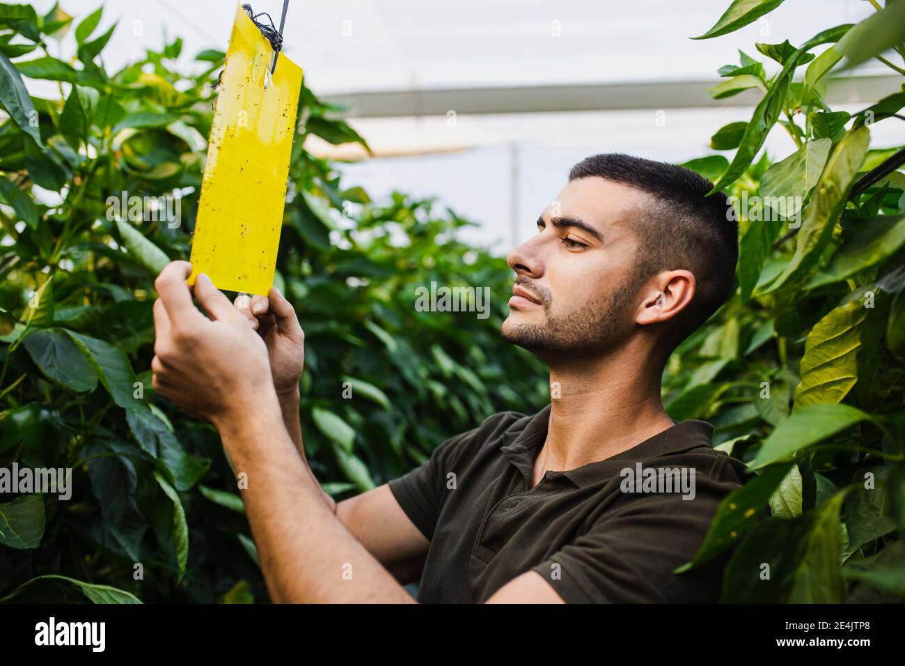 Sticky plants greenhouse hi-res stock photography and images - Alamy