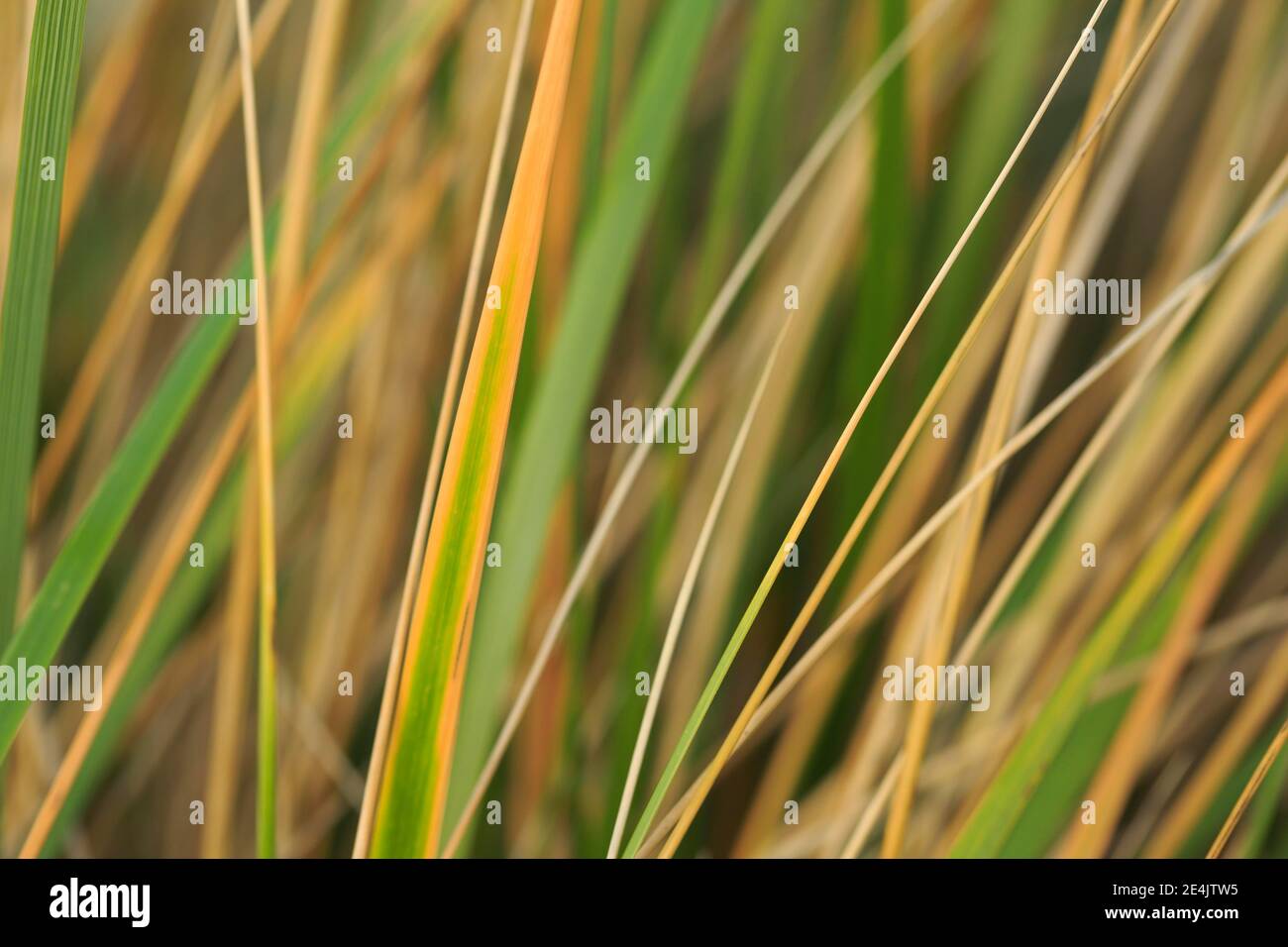 Grass island hi-res stock photography and images - Alamy