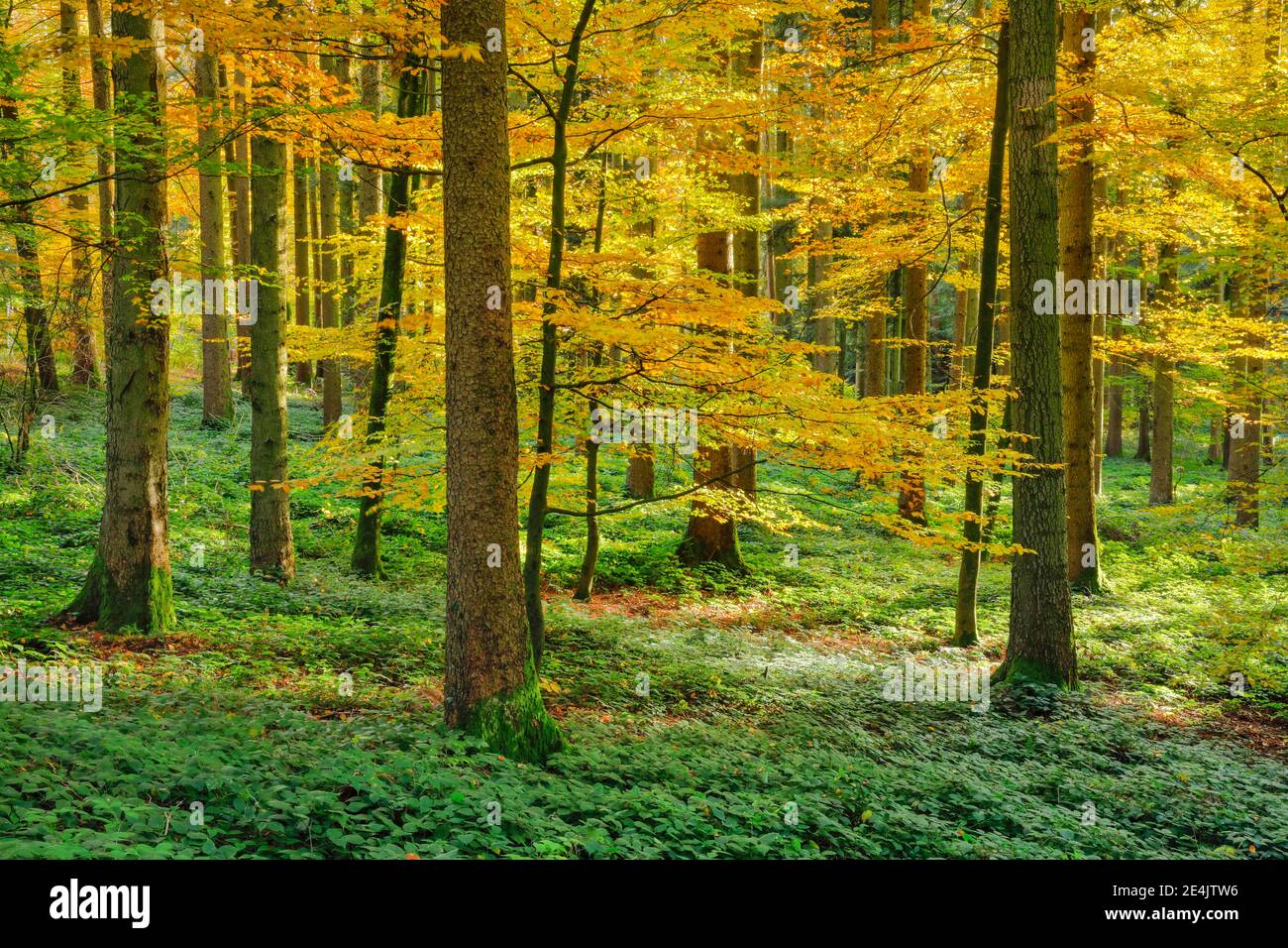 Zurich forest hi-res stock photography and images - Alamy
