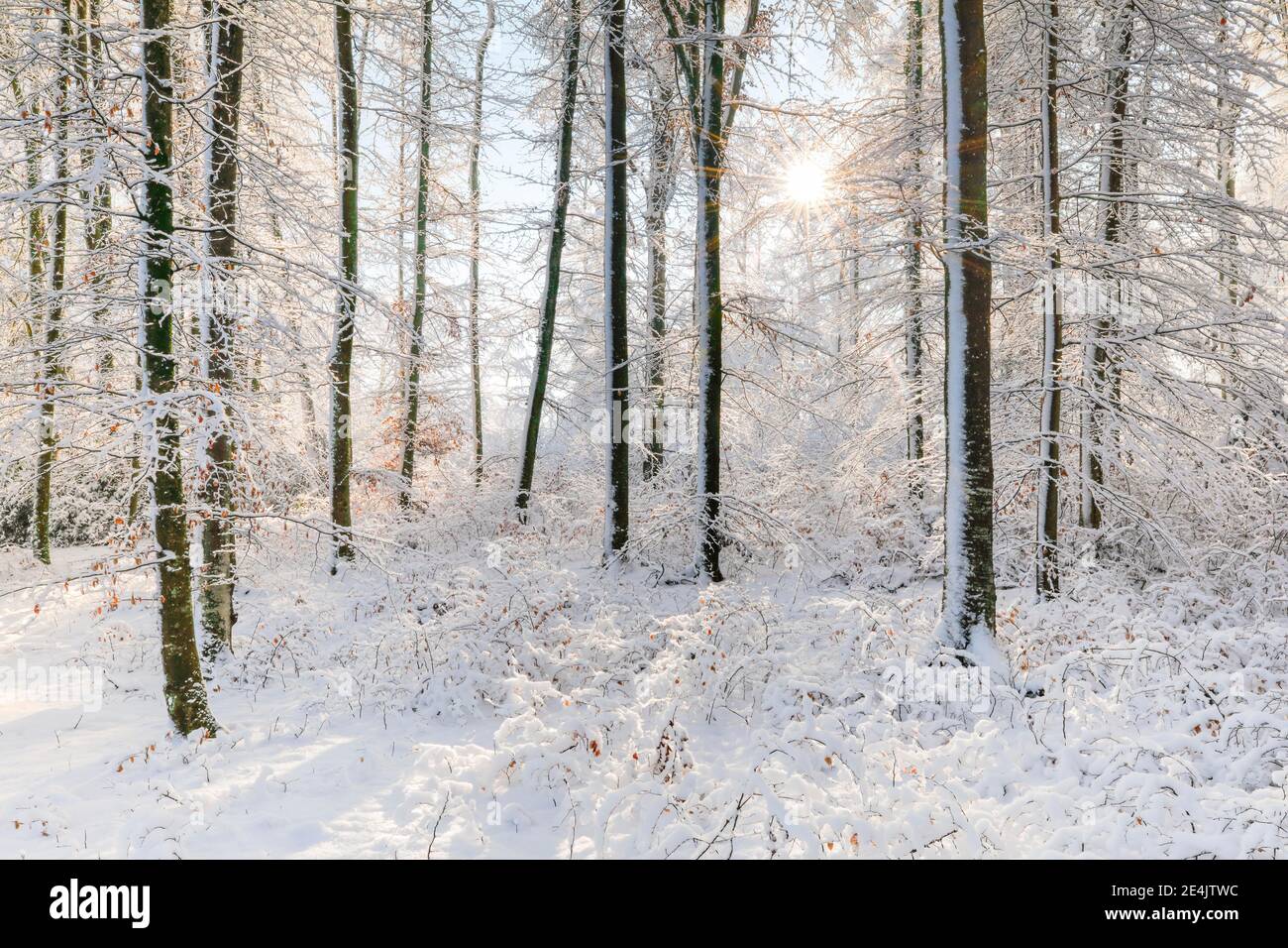 Snowy mixed forest, Zurich Oberland, Switzerland Stock Photo - Alamy
