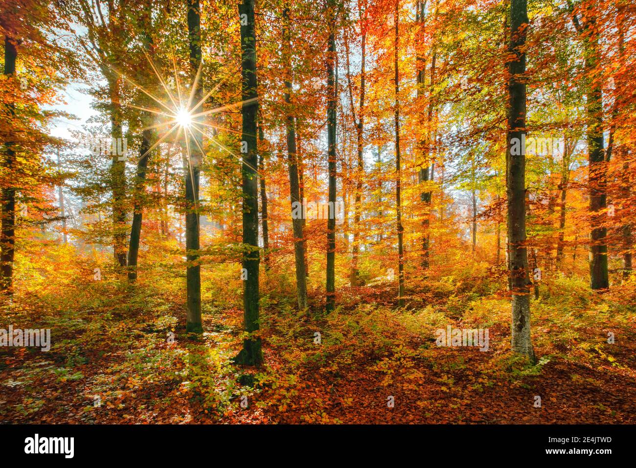 Beech forest in the Zurich Oberland, Switzerland Stock Photo - Alamy