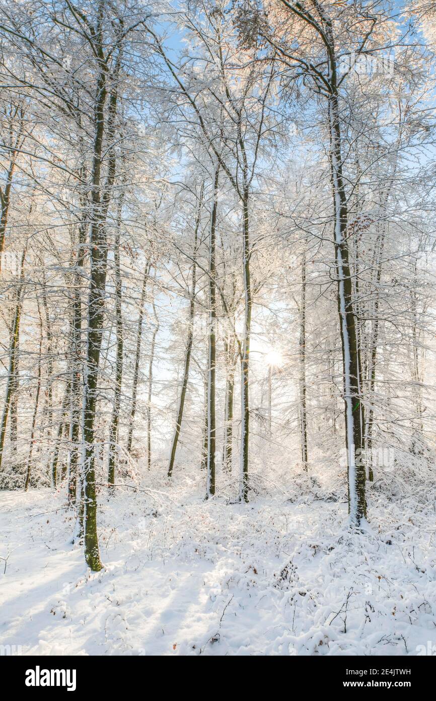 Snowy mixed forest, Zurich Oberland, Switzerland Stock Photo - Alamy