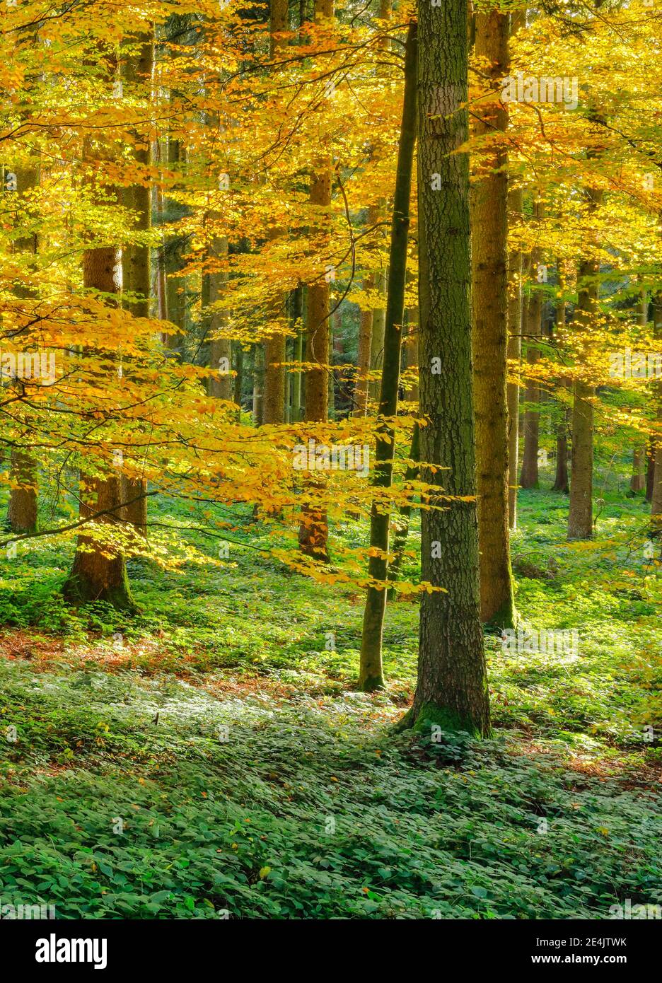 Zurich forest hi-res stock photography and images - Alamy