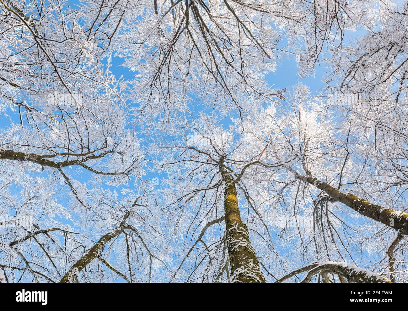 Trunk treetop hi-res stock photography and images - Alamy