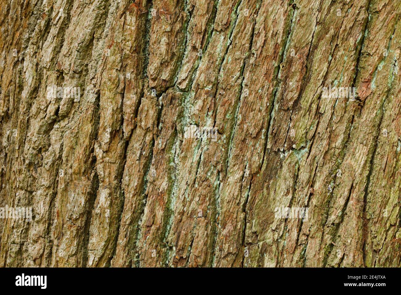 Close up detail bark hi-res stock photography and images - Alamy