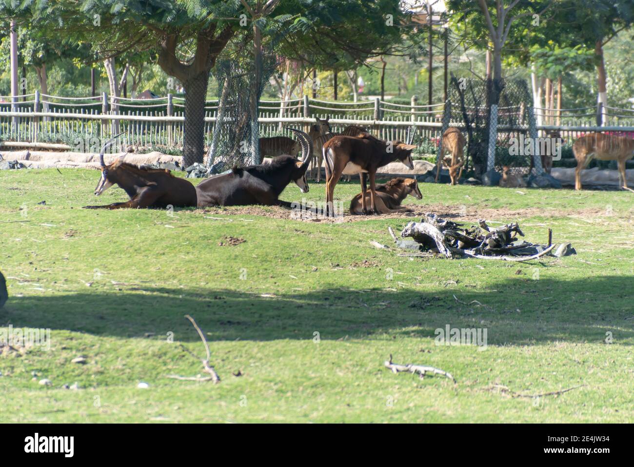 Dubai, United Arab Emirates – January 22, 2021, beautiful Animals in ...