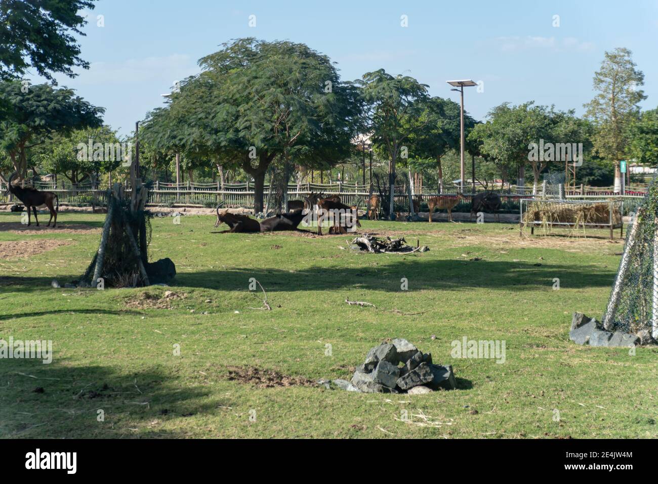 Dubai, United Arab Emirates – January 22, 2021, beautiful Animals in ...