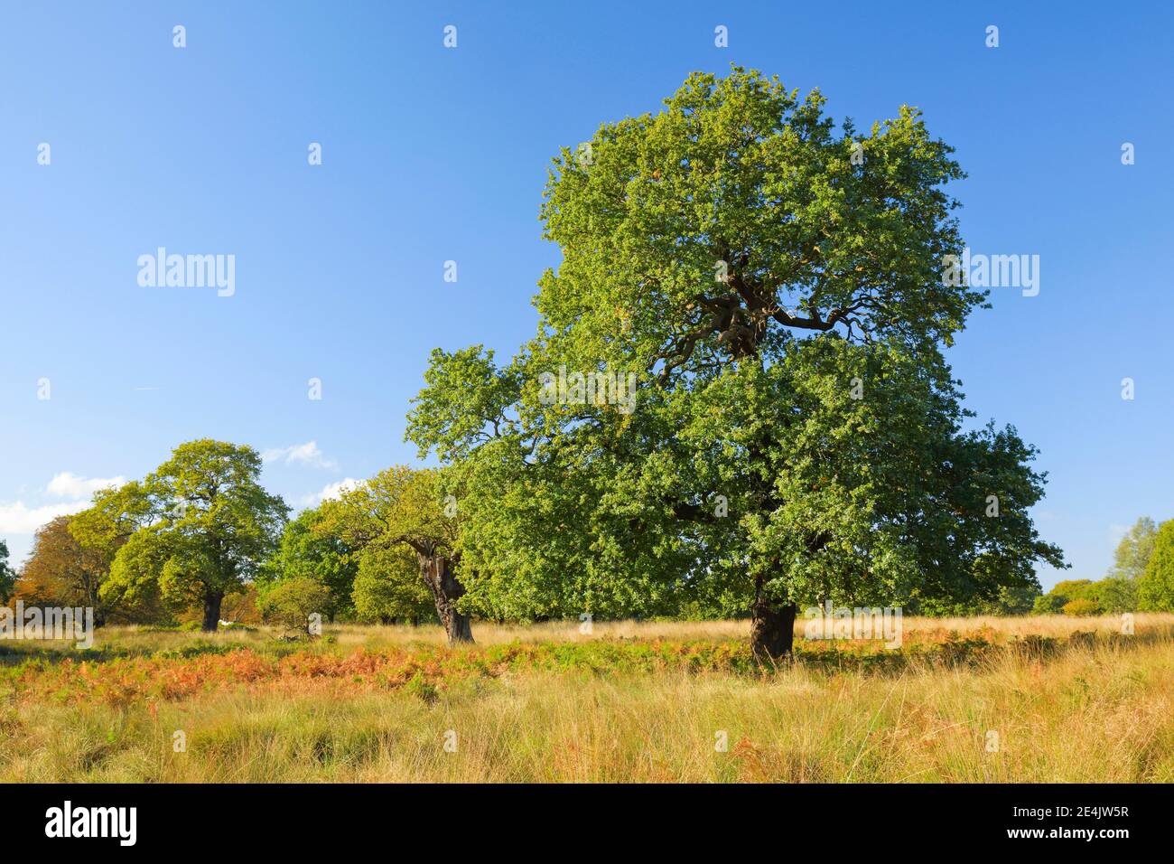 Richmond park autumn hi-res stock photography and images - Alamy