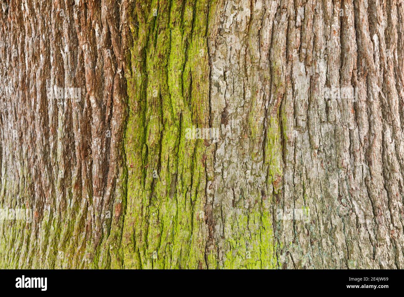 Lichen detail britain hi-res stock photography and images - Alamy