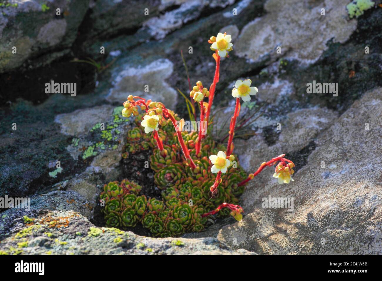 Alpine flora austria hi-res stock photography and images - Alamy