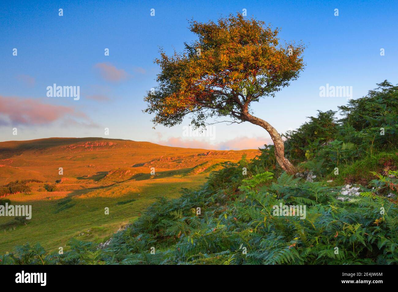 Birch tree in West Highlands, Scotland, Great Britain Stock Photo - Alamy