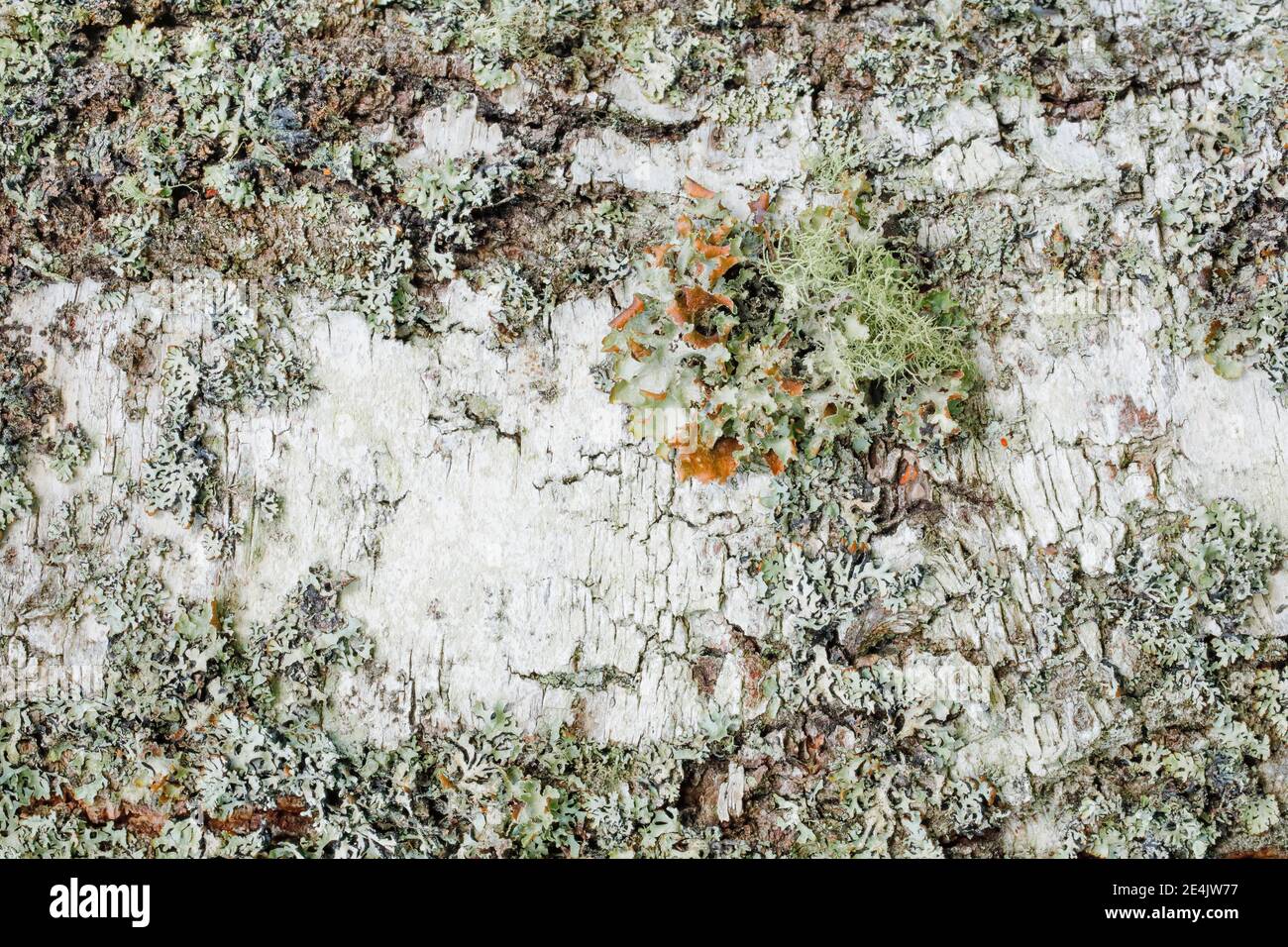 Mossy birch hi-res stock photography and images - Alamy