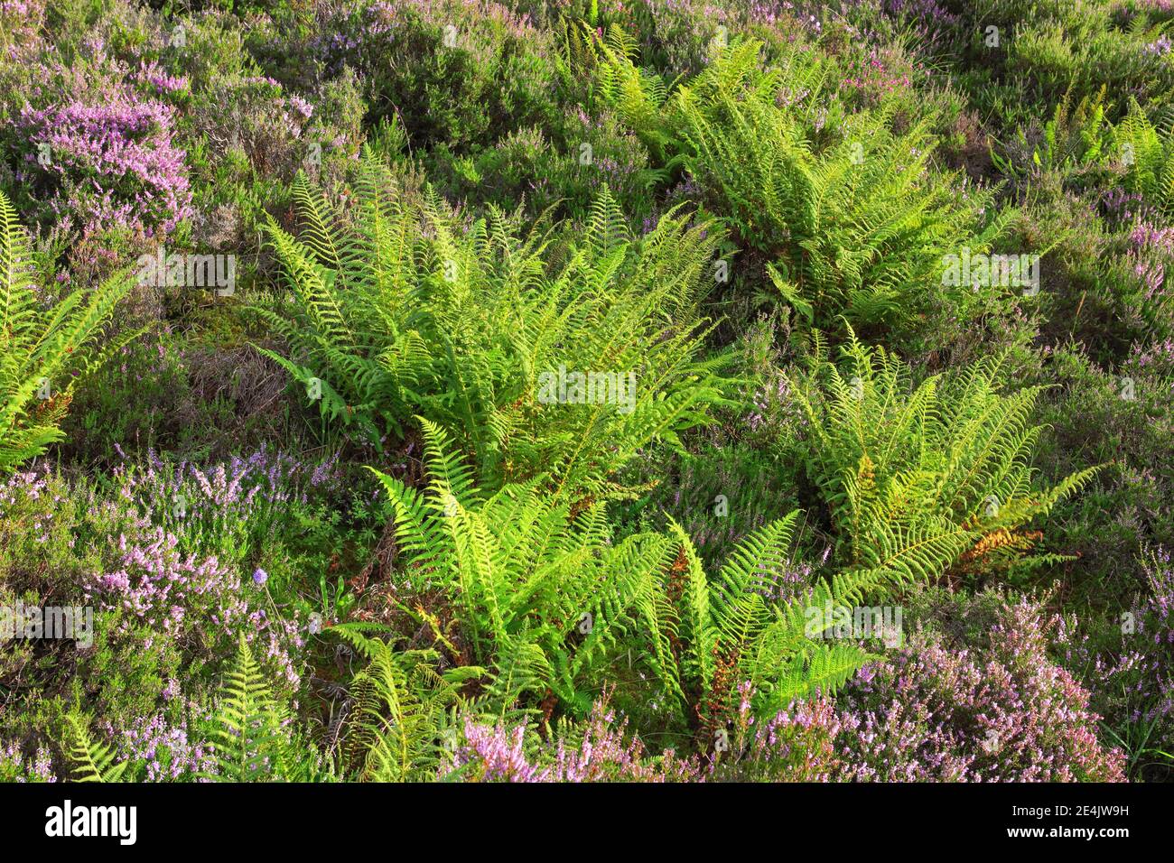 Erika and Fern, Scotland, Great Britain Stock Photo - Alamy