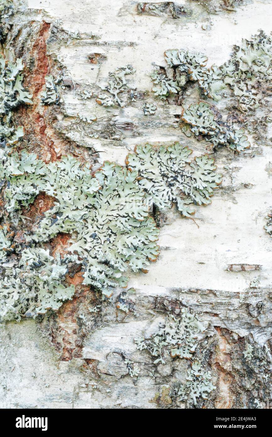 Birch view hi-res stock photography and images - Alamy