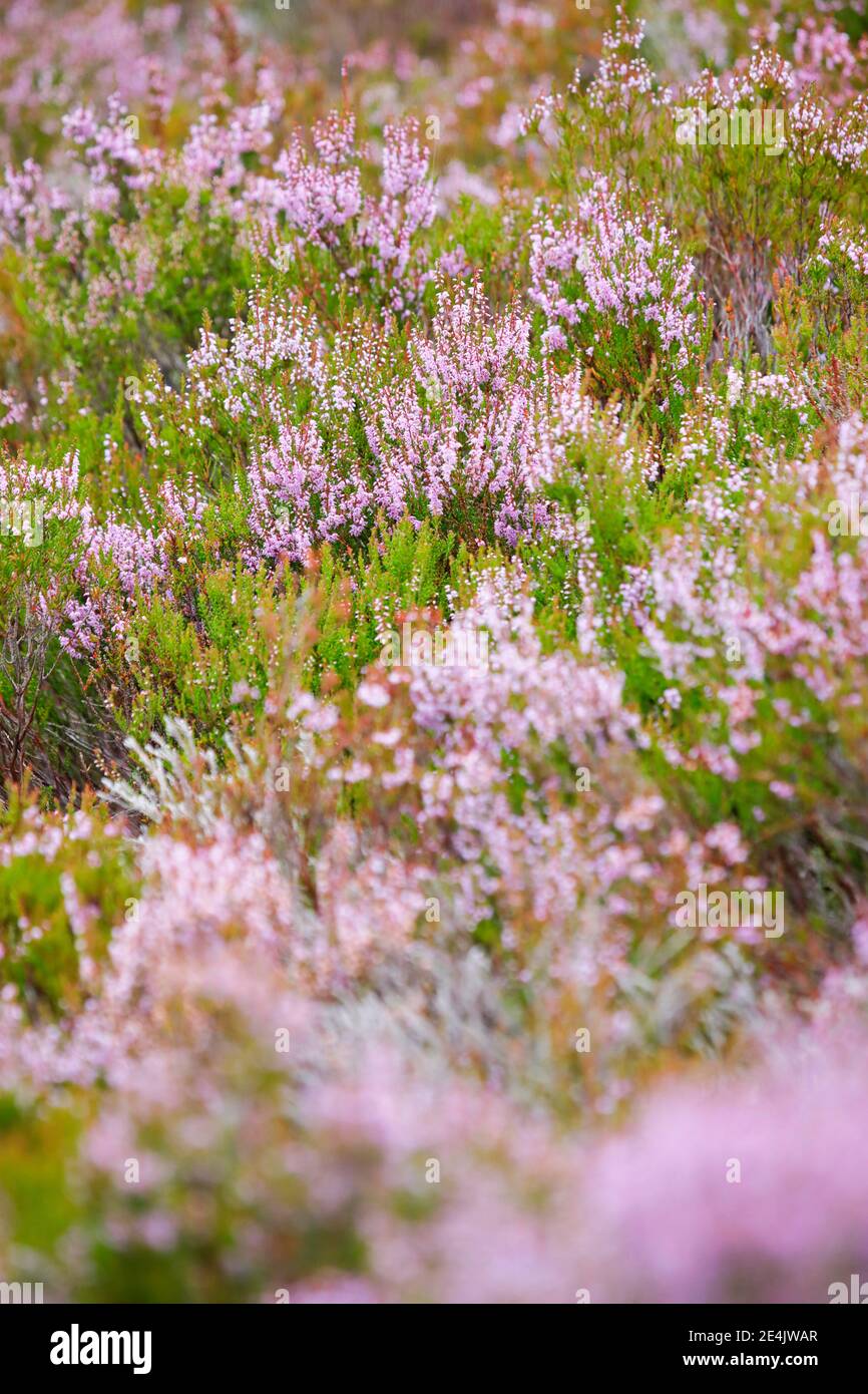 Flowering heather, heather Stock Photo - Alamy