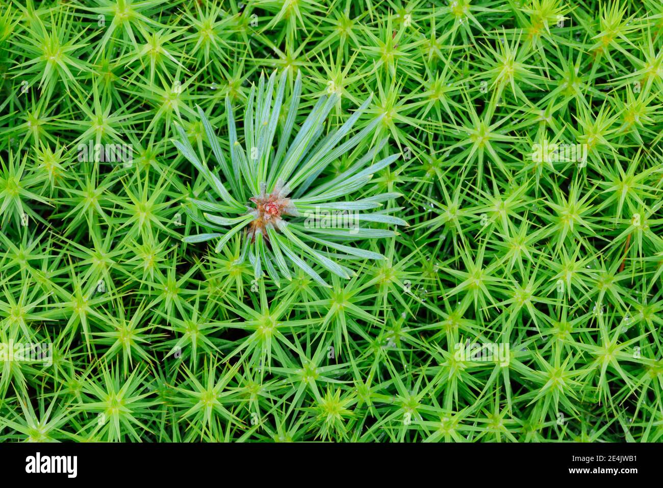Pine shoot in lady hair moss Stock Photo - Alamy