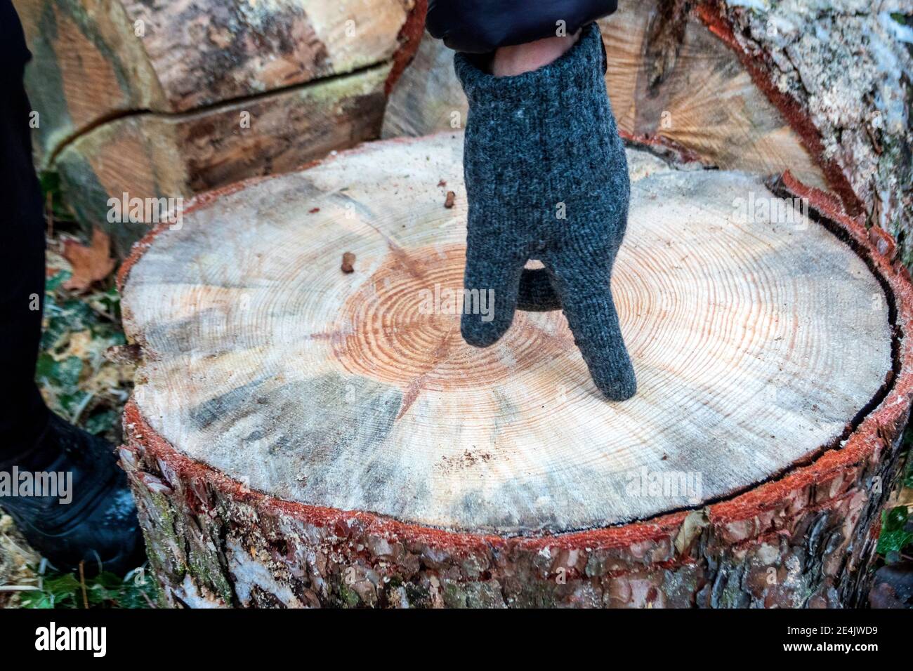 Man wearing hand glove pointing at tree stump while standing outdoors ...