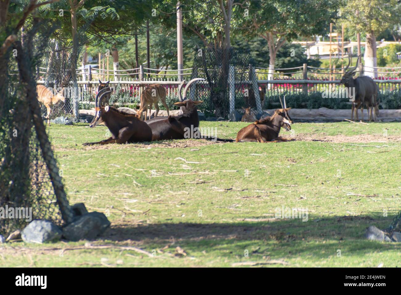 Dubai, United Arab Emirates – January 22, 2021, beautiful Animals in ...