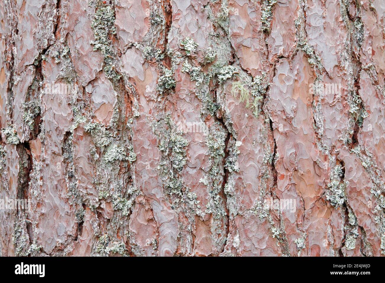 Scots pine (Pinus sylvestris) Cones Stock Photo - Alamy