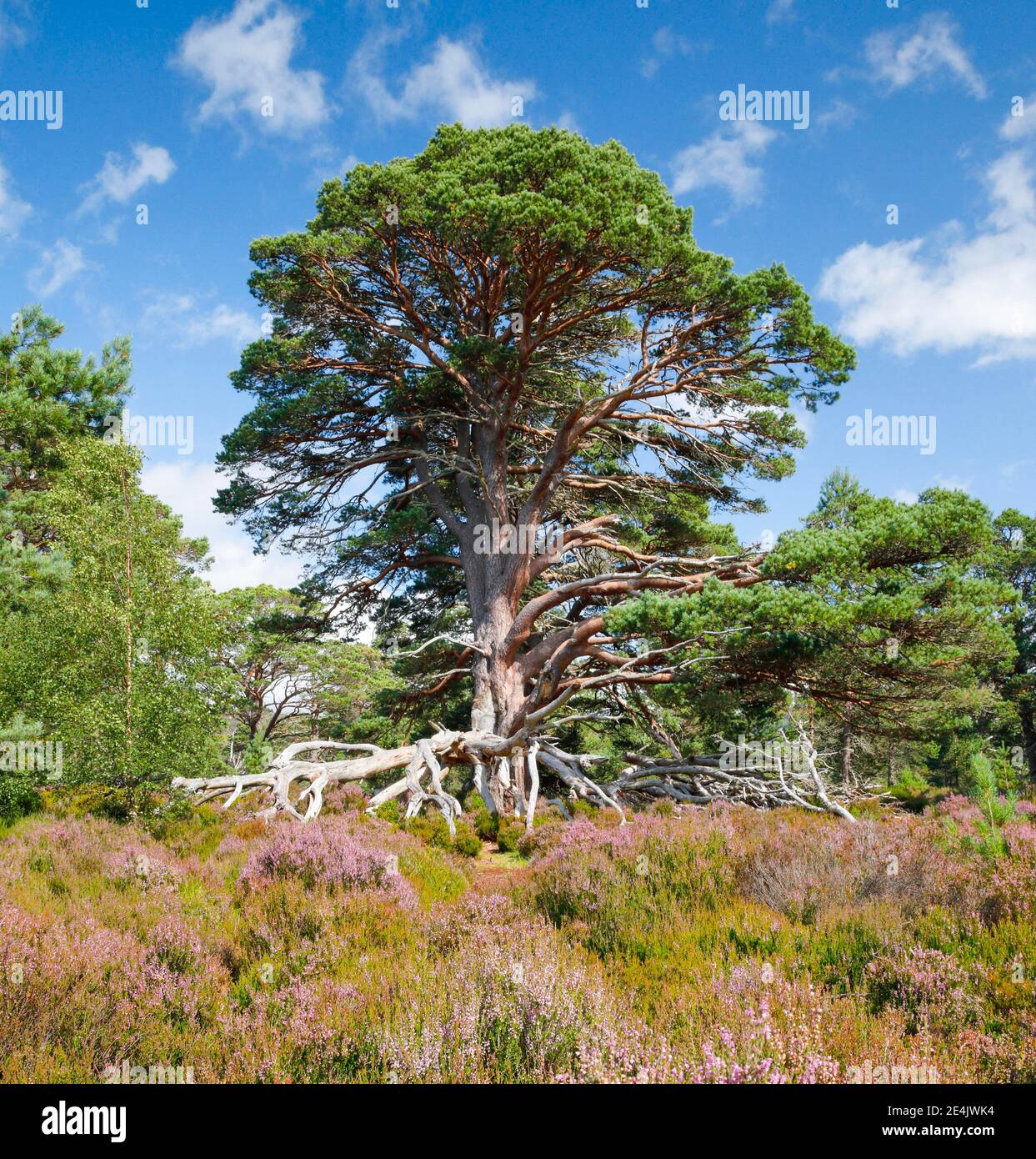 Mighty Scots pine on the edge of the rim trail through the Cairngorms ...