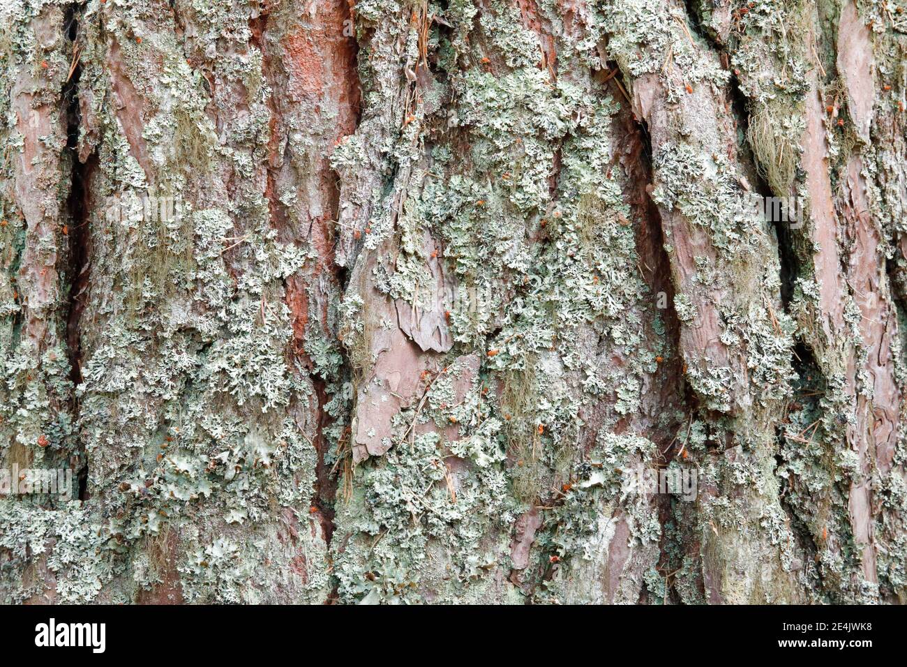 Scots pine (Pinus sylvestris) Cones Stock Photo - Alamy