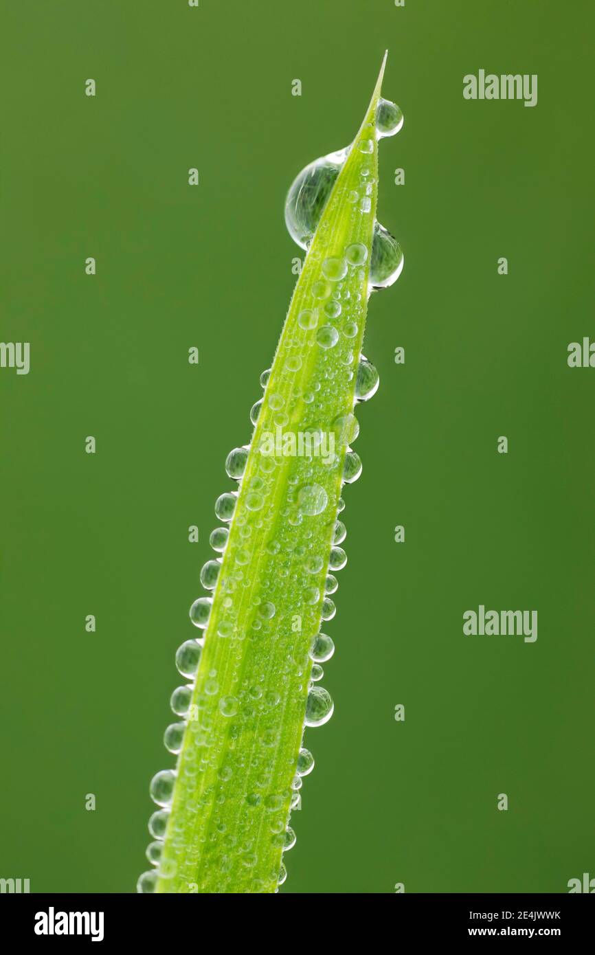 Dew dew drop hi-res stock photography and images - Alamy