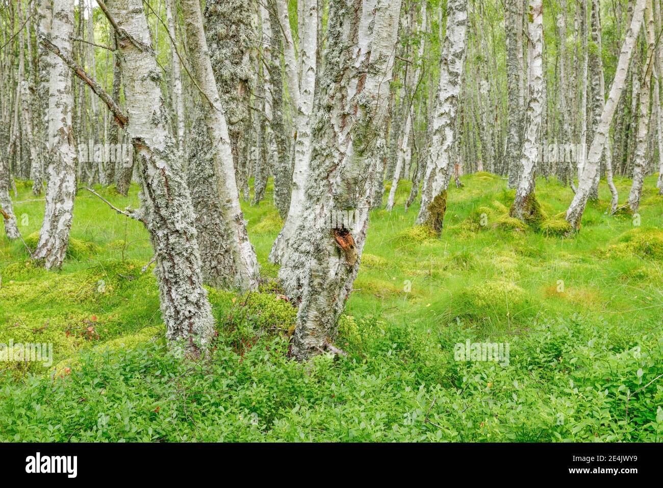 Birch forest hi-res stock photography and images - Alamy
