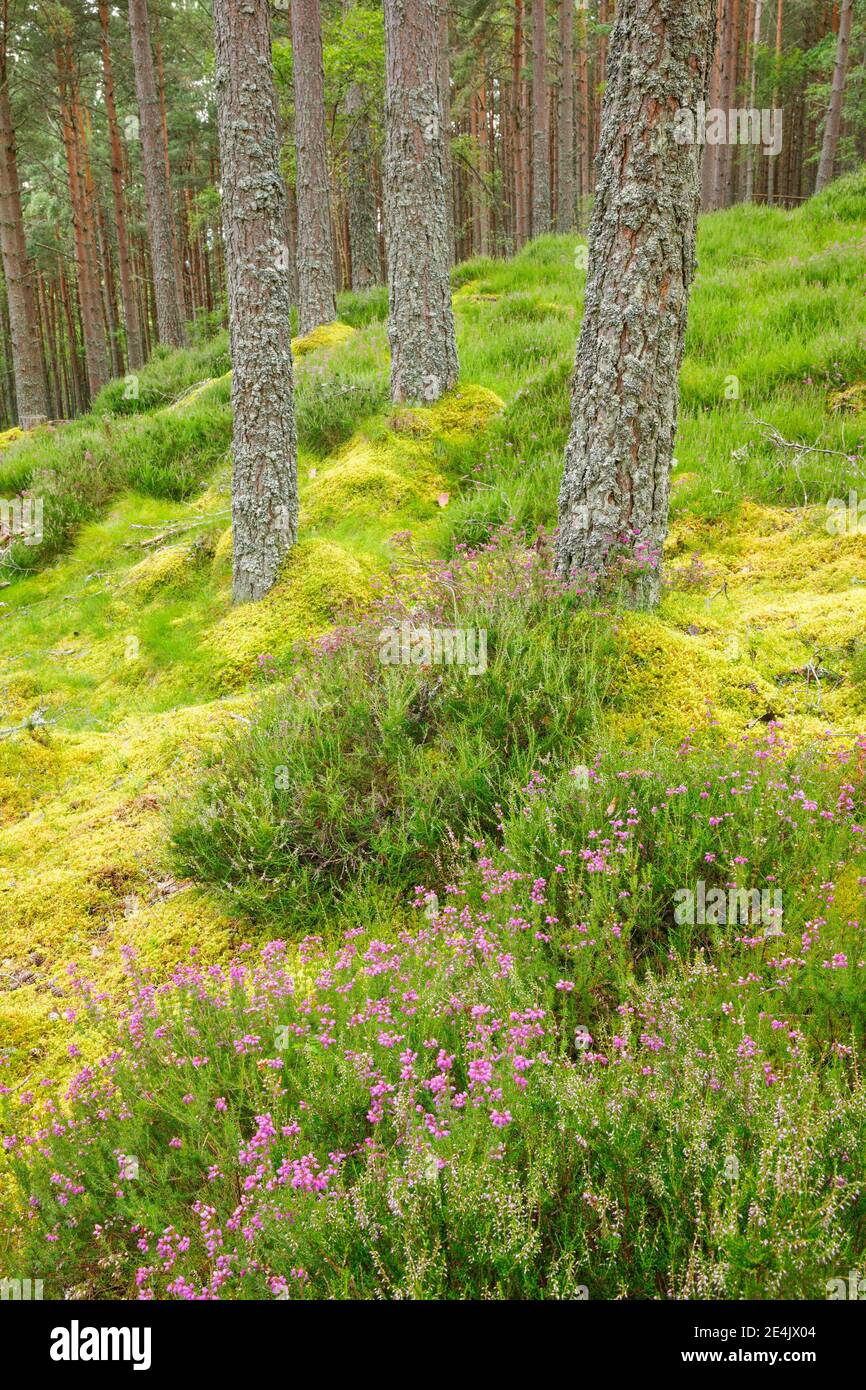 Carrbridge hi-res stock photography and images - Alamy