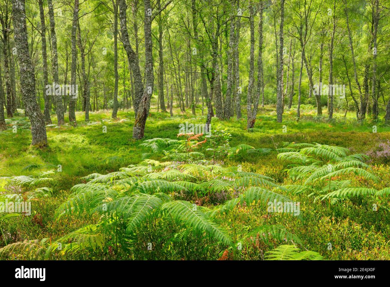 Birch forest, Craigellachie National Nature Reserve, Scotland, Great ...