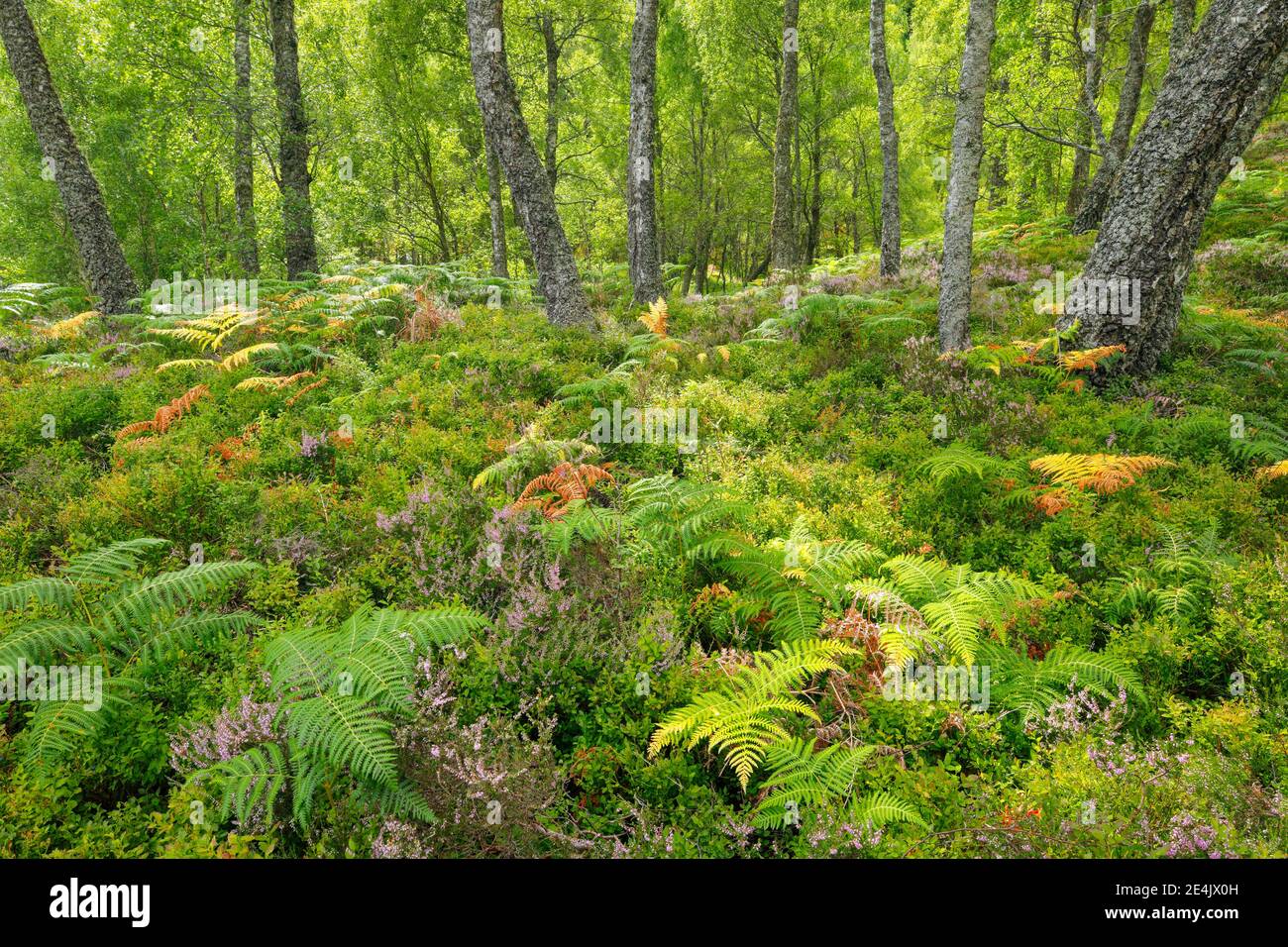 Birch forest, Craigellachie National Nature Reserve, Scotland, Great ...