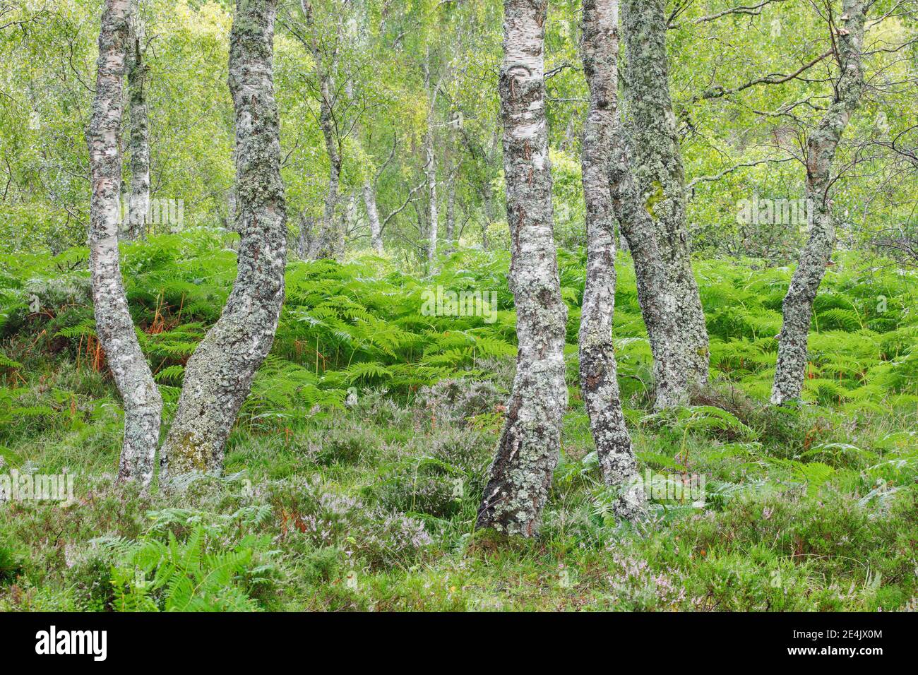 Beech forest scotland europe hi-res stock photography and images - Alamy