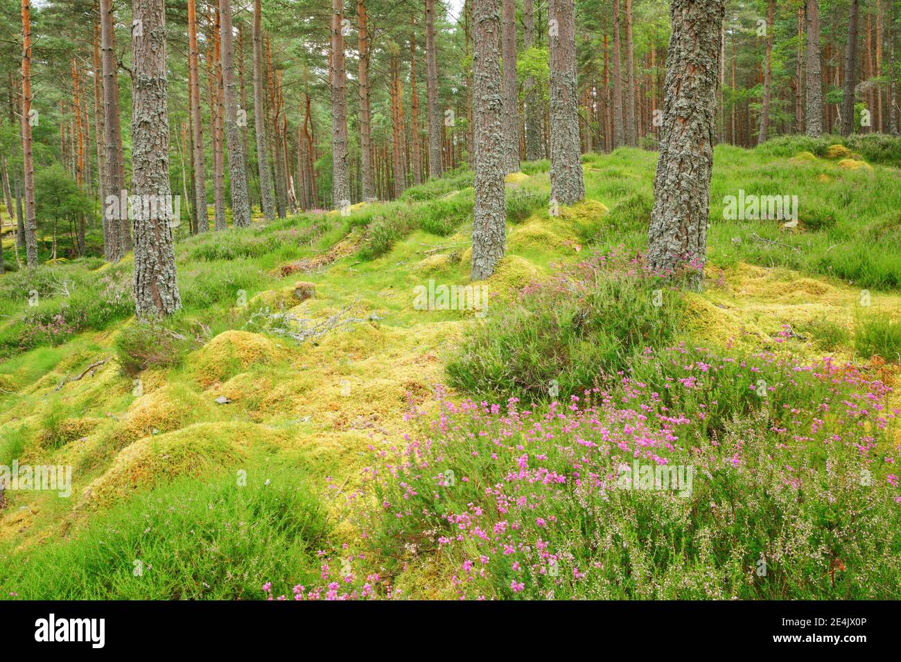Pine moss hi-res stock photography and images - Alamy