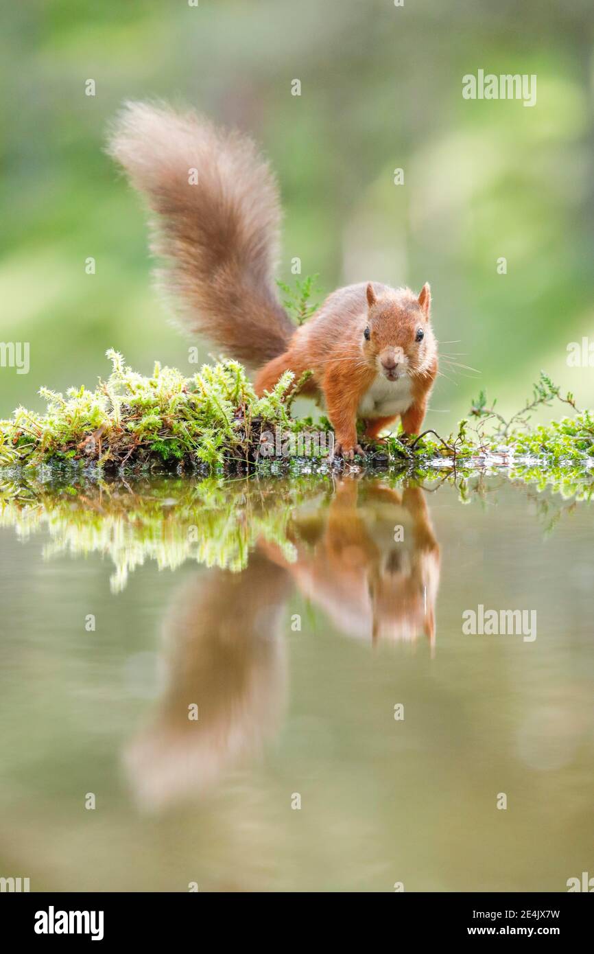 Red Squirrel (Sciurus vulgaris Stock Photo - Alamy