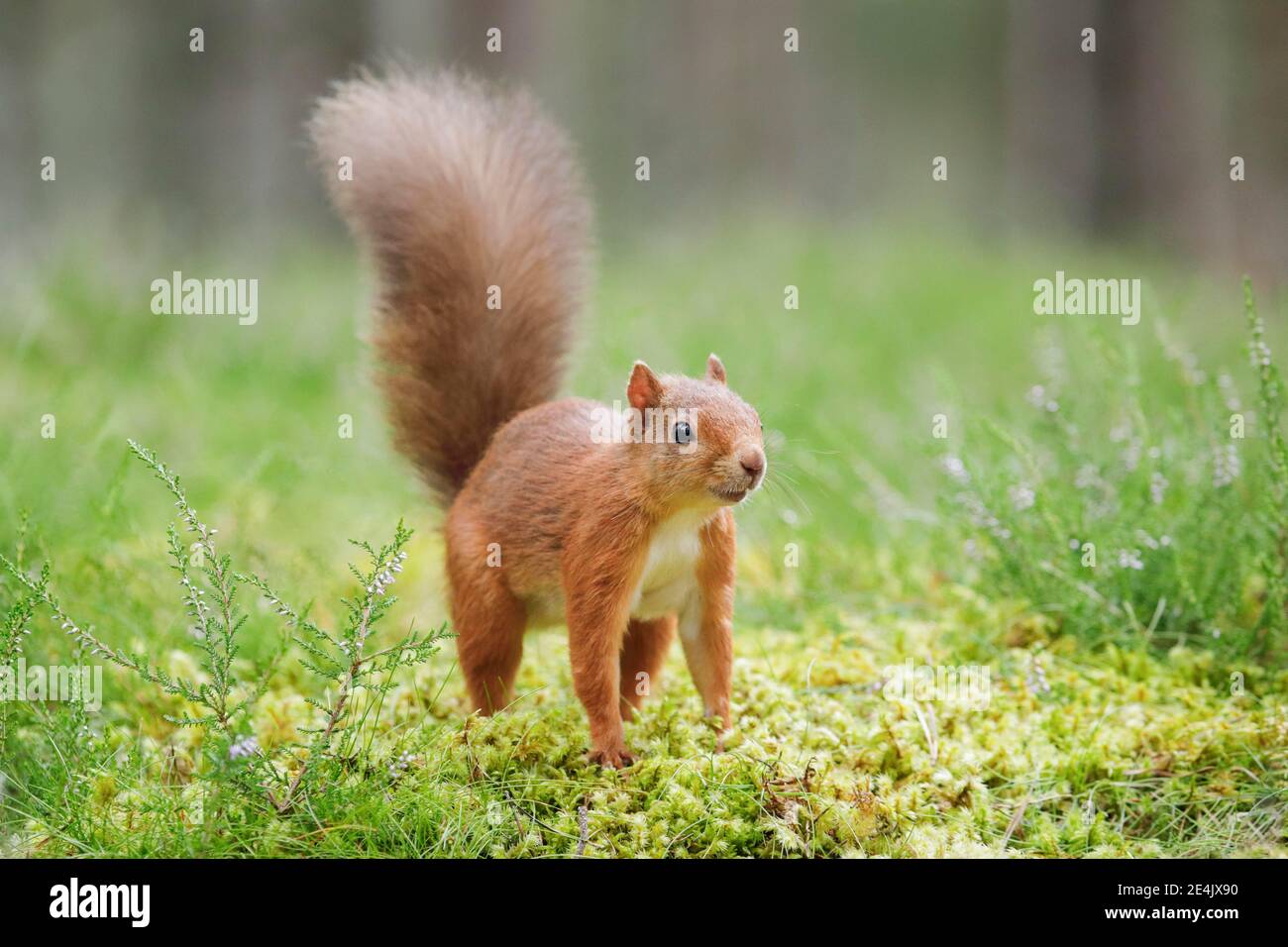 Red Squirrel (Sciurus vulgaris Stock Photo - Alamy