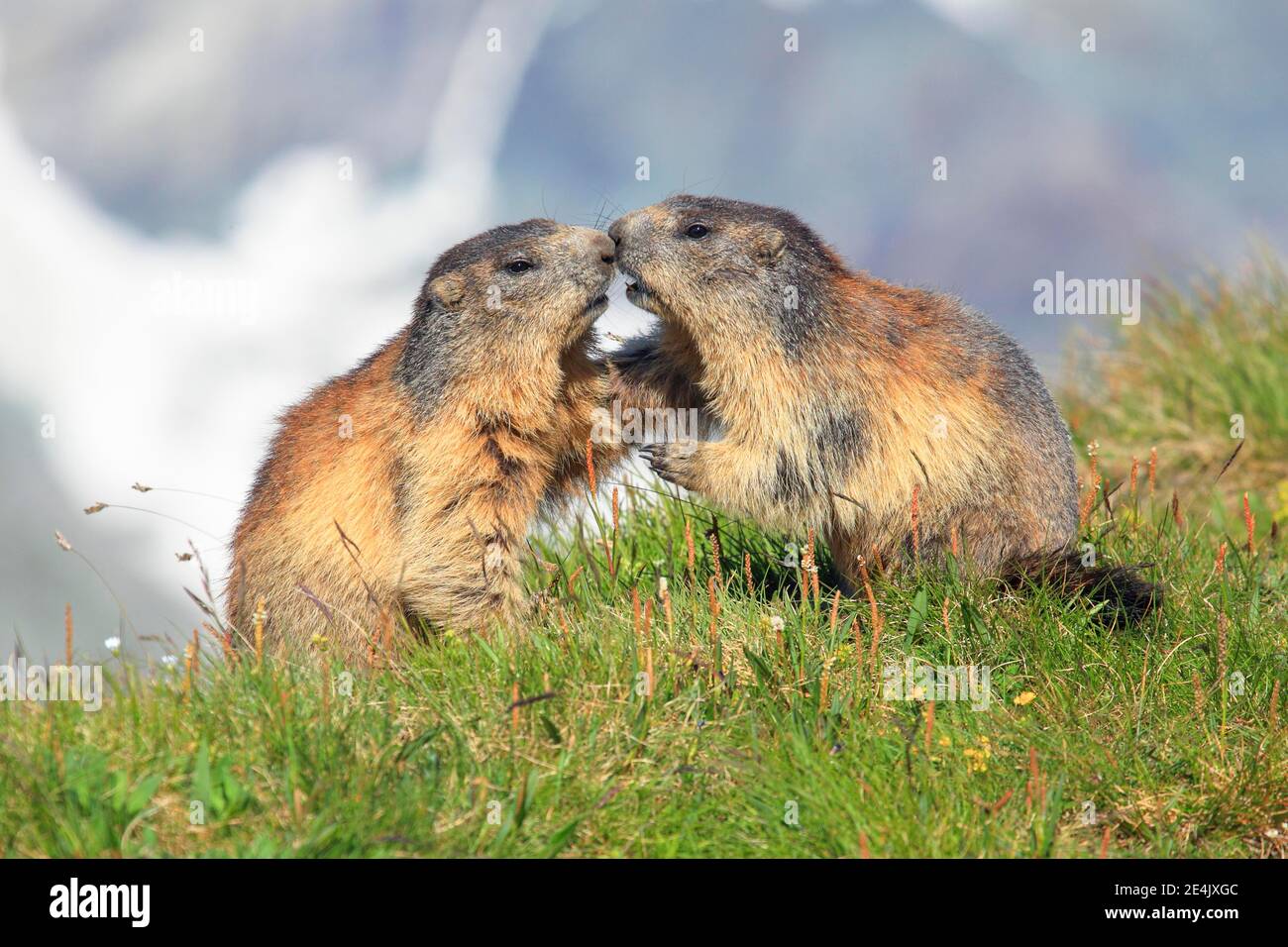 Alpine Marmot (Marmota marmota Stock Photo - Alamy
