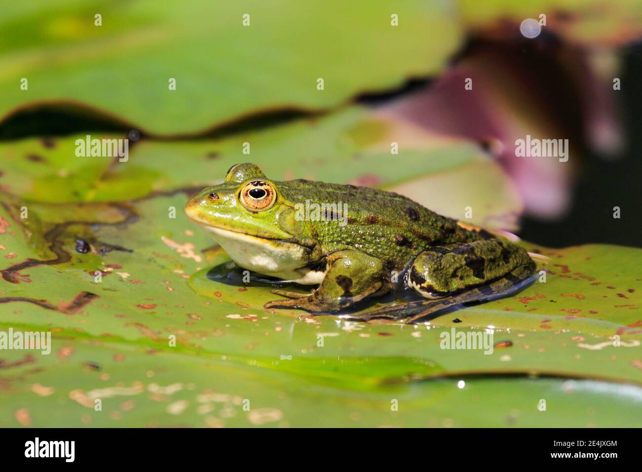 Green frog, Common Pool Frog (Rana esculenta), Switzerland Stock Photo ...