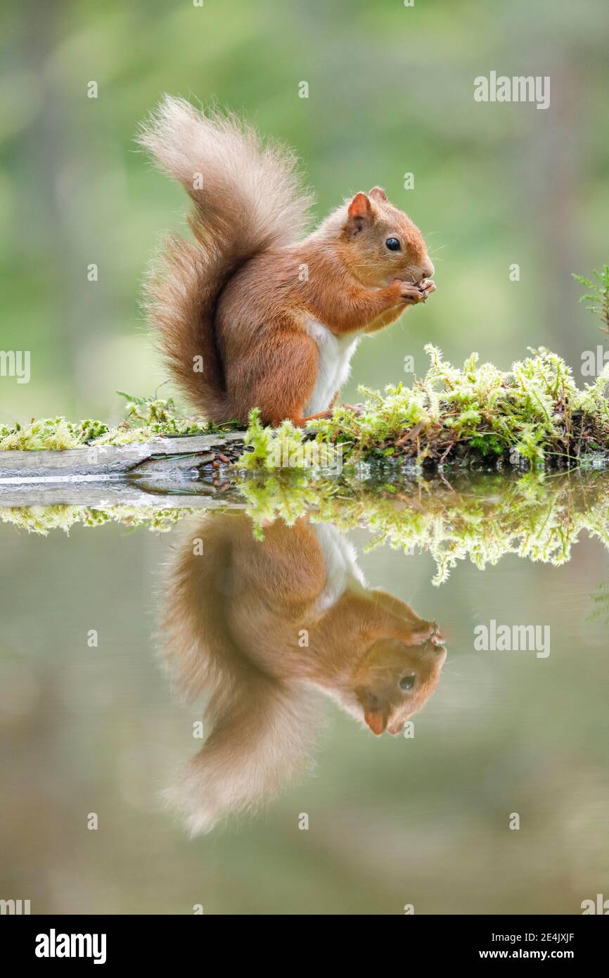 Red Squirrel (Sciurus vulgaris Stock Photo - Alamy